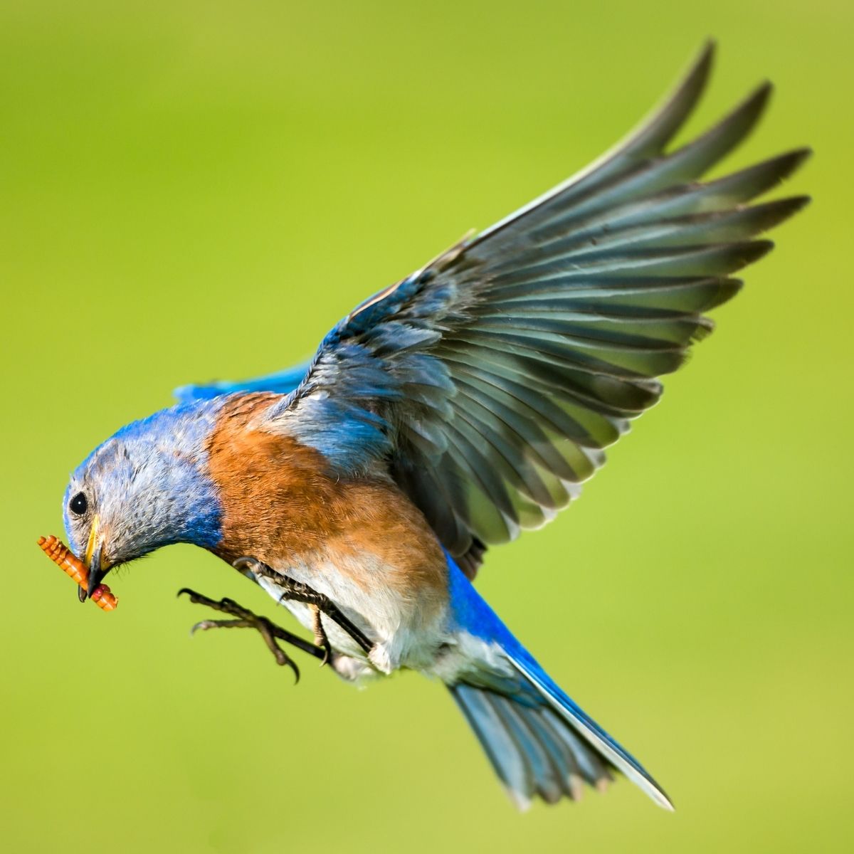  What Does Early Bird Gets The Worm Mean What Is The Meaning Of Early