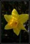 What I Miss About Ireland - Daffodils | Irish American Mom