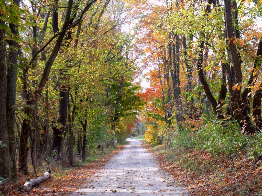 Autumn Leaves or Fall Foliage in Kentucky