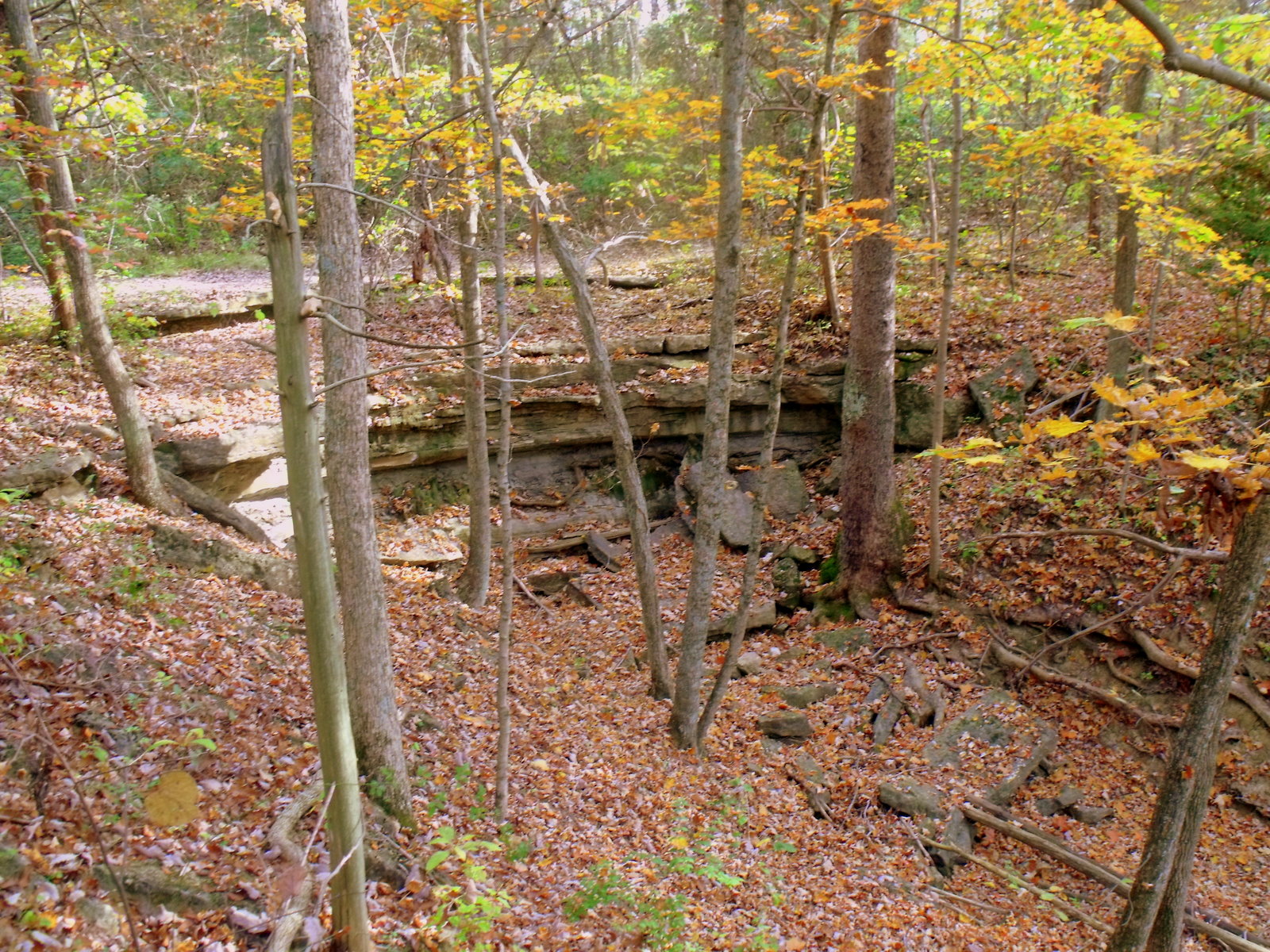 Autumn Leaves or Fall Foliage in Kentucky