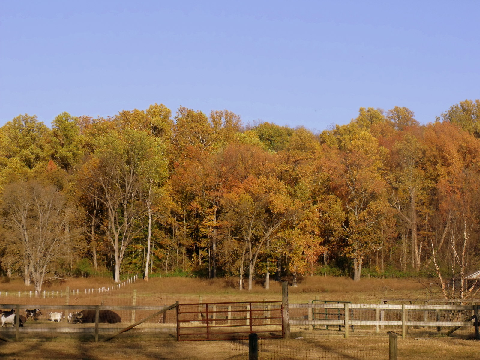 Autumn Leaves or Fall Foliage in Kentucky
