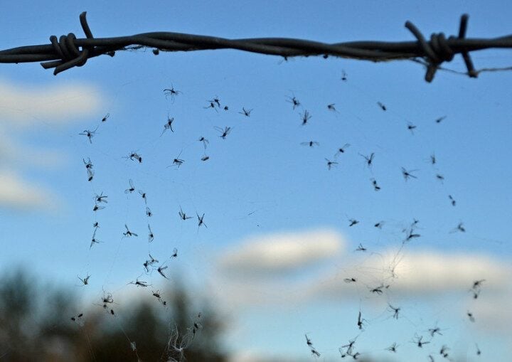 The Irish Midge - Something Irish Tourists Need Know About