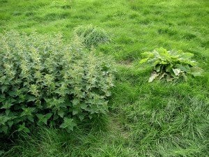 Stinging Nettles: A Cautionary Lesson For Tourists To Ireland