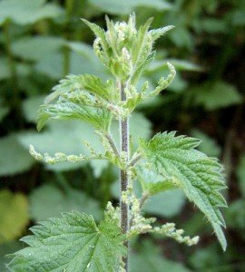 Stinging Nettles: A Cautionary Lesson For Tourists To Ireland