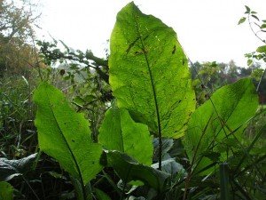 Stinging Nettles: A Cautionary Lesson For Tourists To Ireland