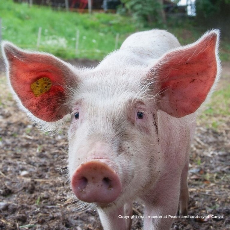 The Irish Pig - a.k.a The Gentleman Who Pays The Rent