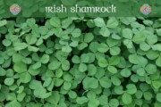 The Shamrock - A Well Loved Symbol Of Ireland