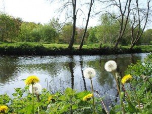 Stinging Nettles: A Cautionary Lesson For Tourists To Ireland