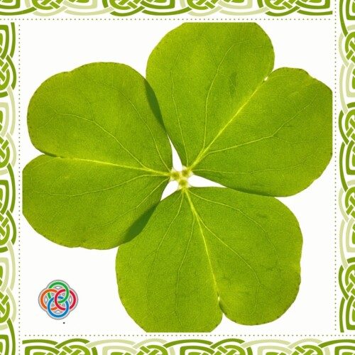 The Shamrock - A Well Loved Symbol Of Ireland