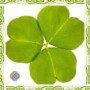 The Shamrock - A Well Loved Symbol Of Ireland