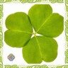 The Shamrock - A Well Loved Symbol Of Ireland