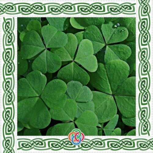 The Shamrock - A Well Loved Symbol Of Ireland