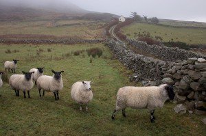Irish Sheep And Lambs