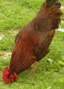 Lessons In Life From Wise Old Irish Hens