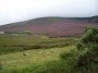 The Myth Of Irish Heather