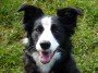 Irish Sheepdogs – Why I Love Border Collies