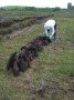 What Is Irish Turf?