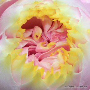 The Rose As A Symbol Of Ireland