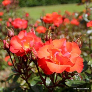 The Rose As A Symbol Of Ireland