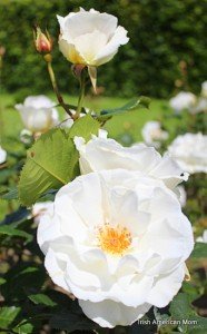 The Rose As A Symbol Of Ireland