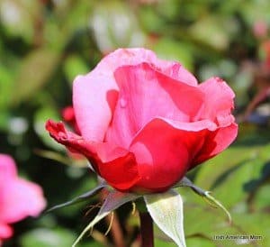 The Rose As A Symbol Of Ireland