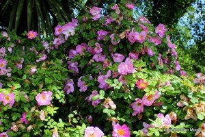 The Rose As A Symbol Of Ireland