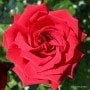 The Rose As A Symbol Of Ireland