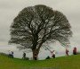 Ireland - A Land of Trees In The Time Of Saint Patrick
