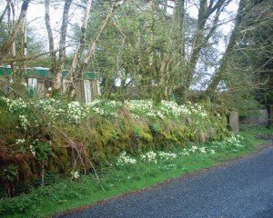 Irish Primrose Superstitions And Lore