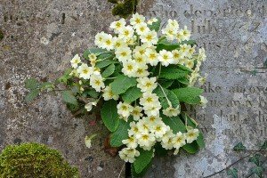 Irish Primrose Superstitions And Lore