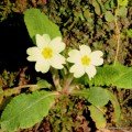 Irish Primrose Superstitions And Lore