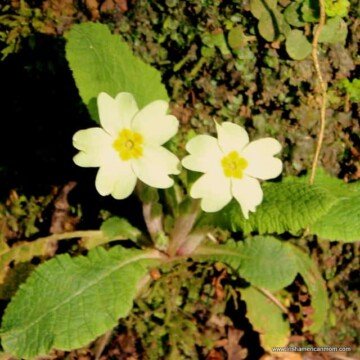 Irish Primrose Superstitions And Lore