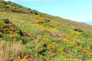 Furze – The Yellow Flower Of The Irish Landscape