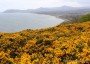 Furze – The Yellow Flower Of The Irish Landscape