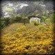 Furze – The Yellow Flower Of The Irish Landscape