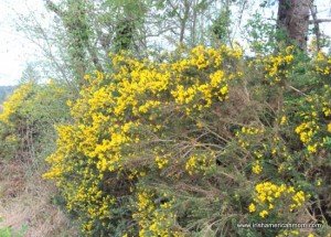 Furze – The Yellow Flower Of The Irish Landscape