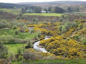 Furze – The Yellow Flower Of The Irish Landscape