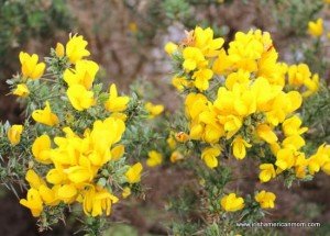 Furze – The Yellow Flower Of The Irish Landscape