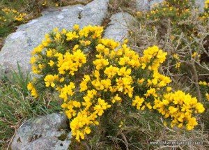 Furze – The Yellow Flower Of The Irish Landscape