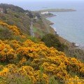 Furze – The Yellow Flower Of The Irish Landscape
