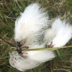 Bog Cotton - An Irish Wildflower