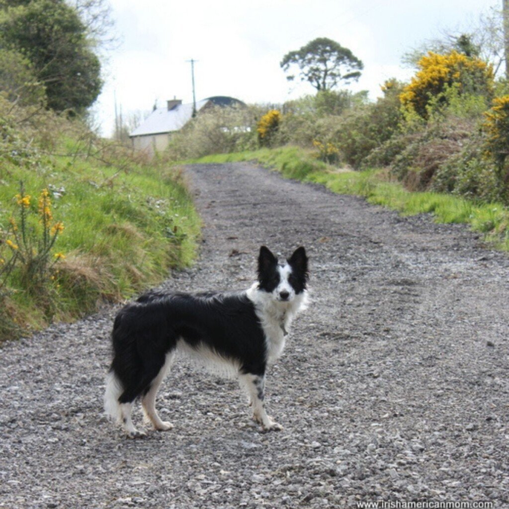 Furze – The Yellow Flower Of The Irish Landscape