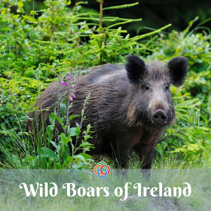 The Celtic Festival Of Samhain