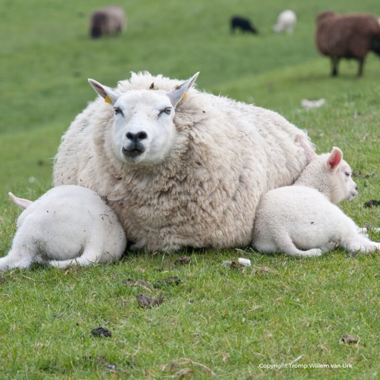 Explore The Origins Of The Celtic Festival Of Imbolc