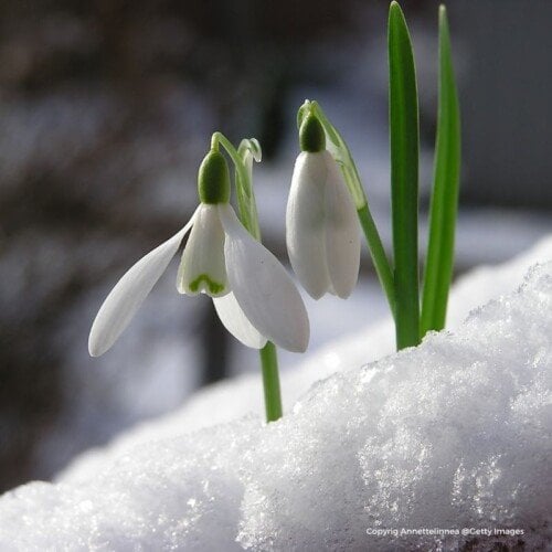 Explore The Origins Of The Celtic Festival Of Imbolc