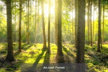 Commemorative Irish Tree Planting Giveaway