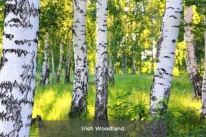 The Fascinating History of Ancient Irish Trees