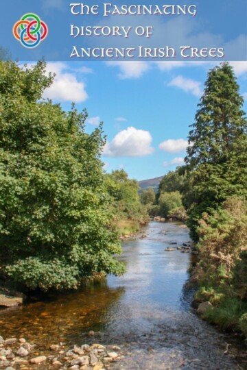 The Fascinating History of Ancient Irish Trees