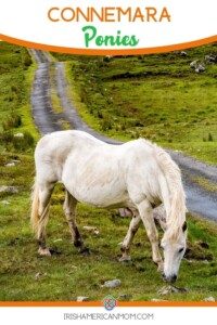 What is a Connemara Pony? | Irish American Mom