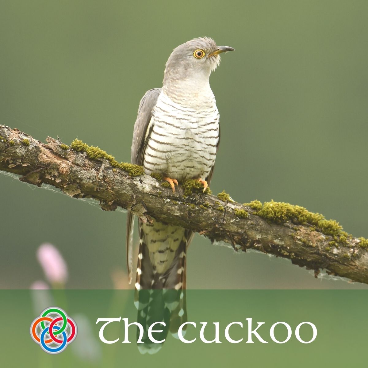 What Are The Scaraveens? | Irish American Mom